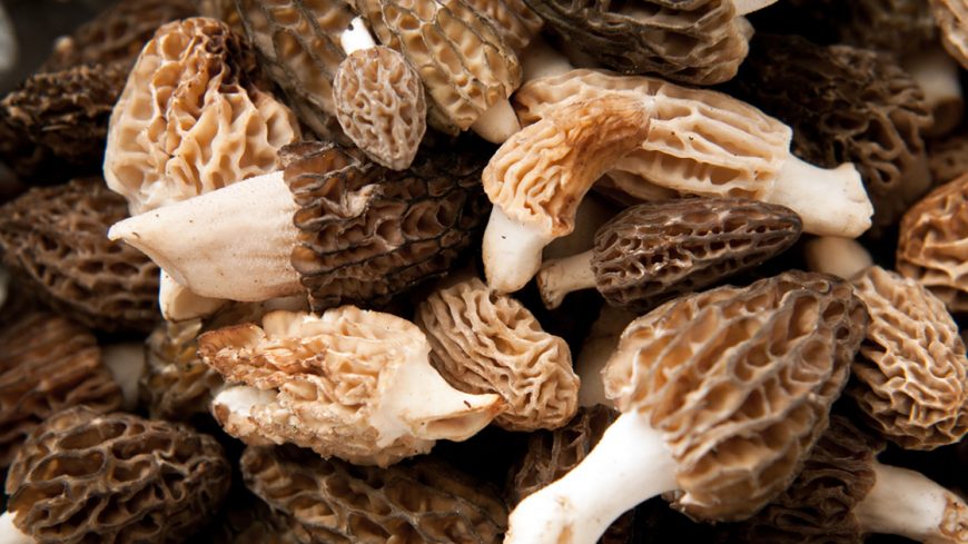 La moda en San Francisco: cocina gourmet con hongos secos - Diario San ...