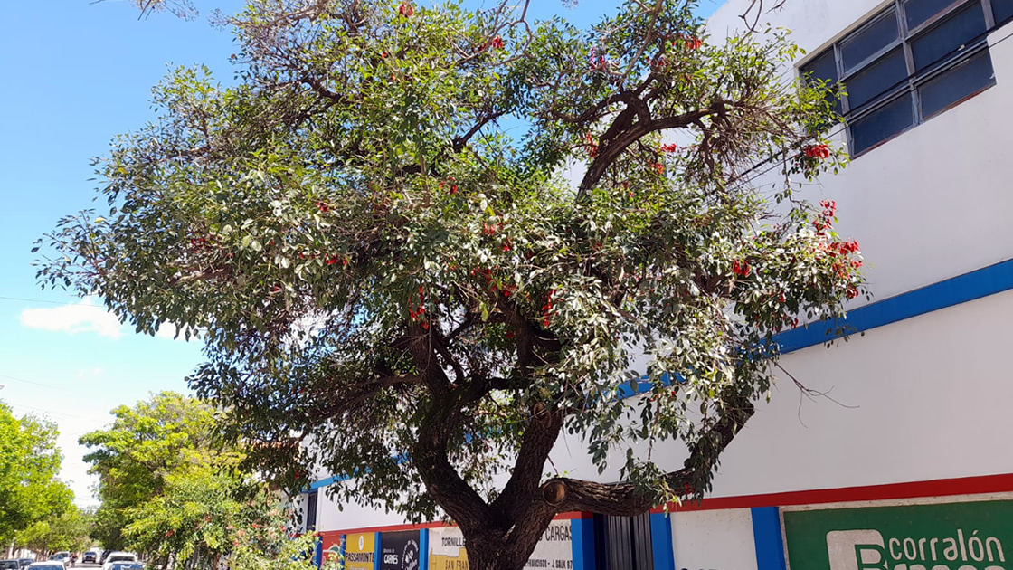 Los ceibos del Ceibo - Diario San Francisco